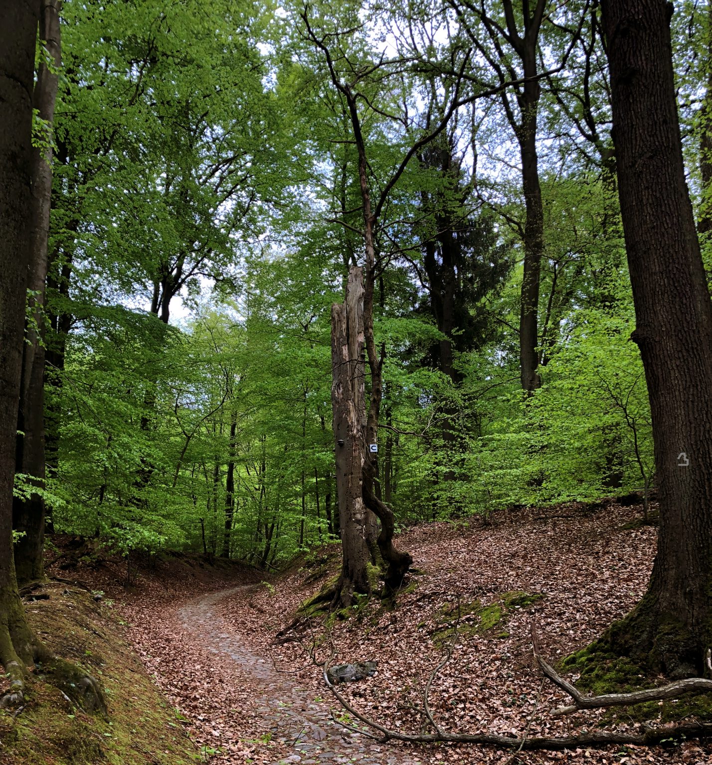 Willkommen im Sachsenwald